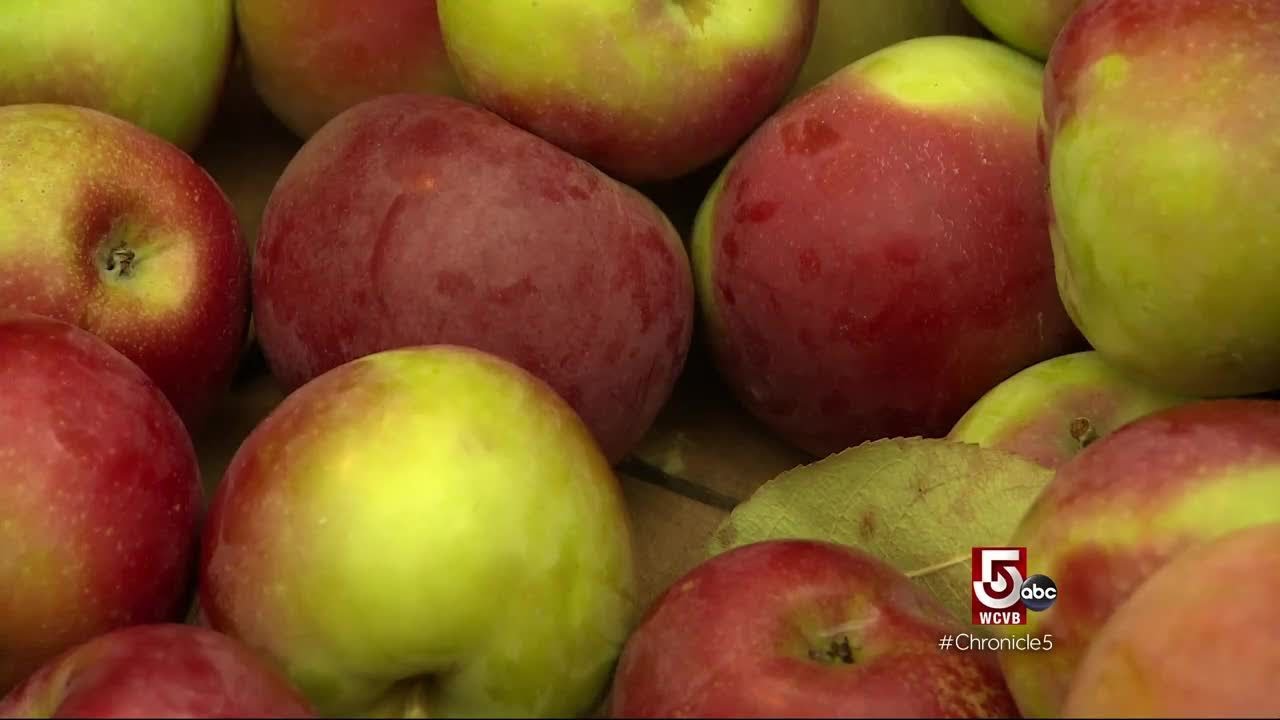 Route 11: Maine's Road To Apple Picking Summer House Cottage Rentals